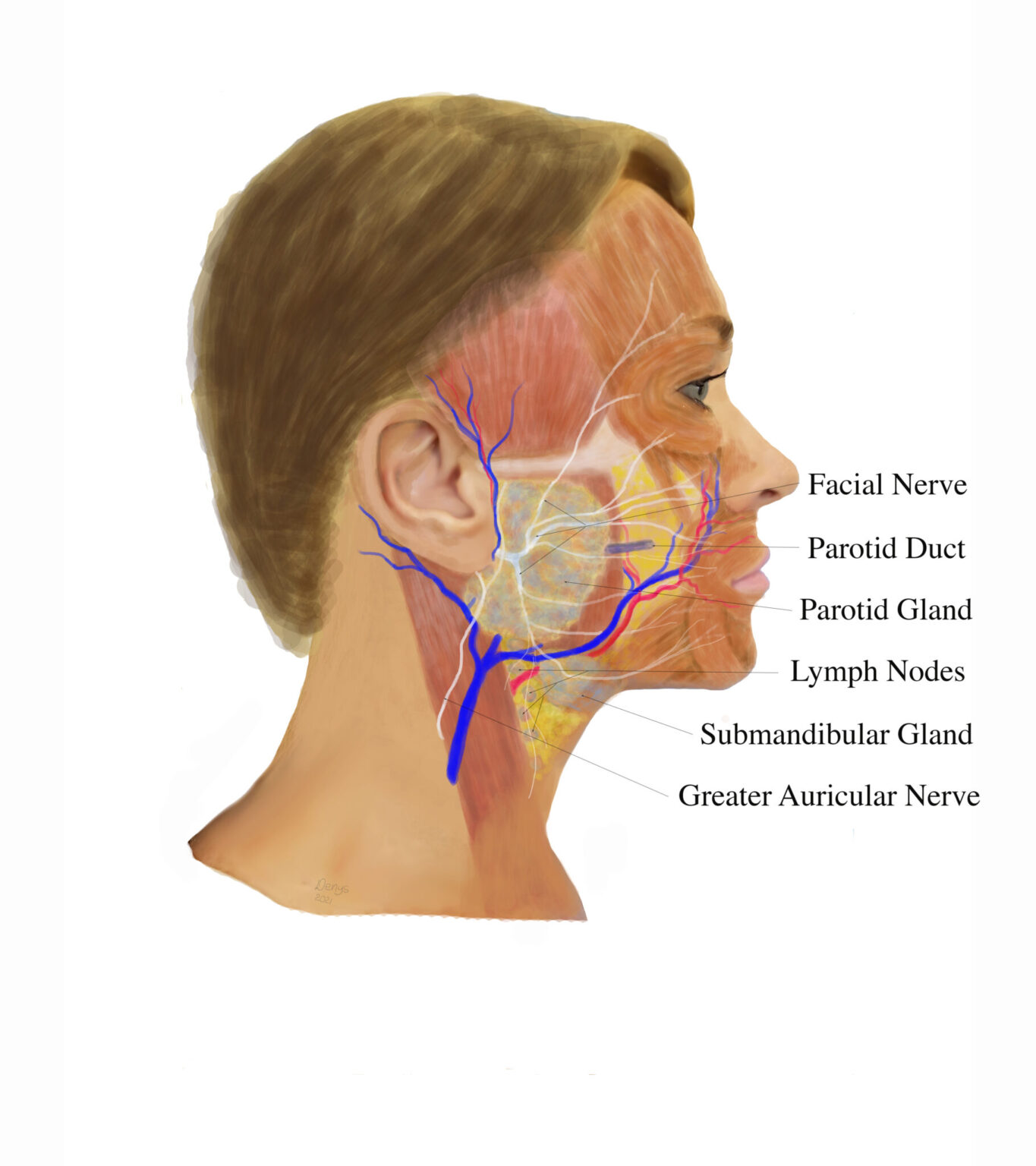 What is the parotid? Why do I need a parotidectomy? - American Head ...